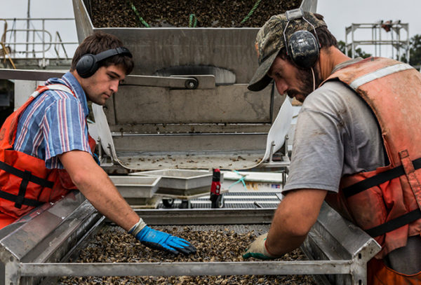 Our Oysters - Hog Island Oyster Co.